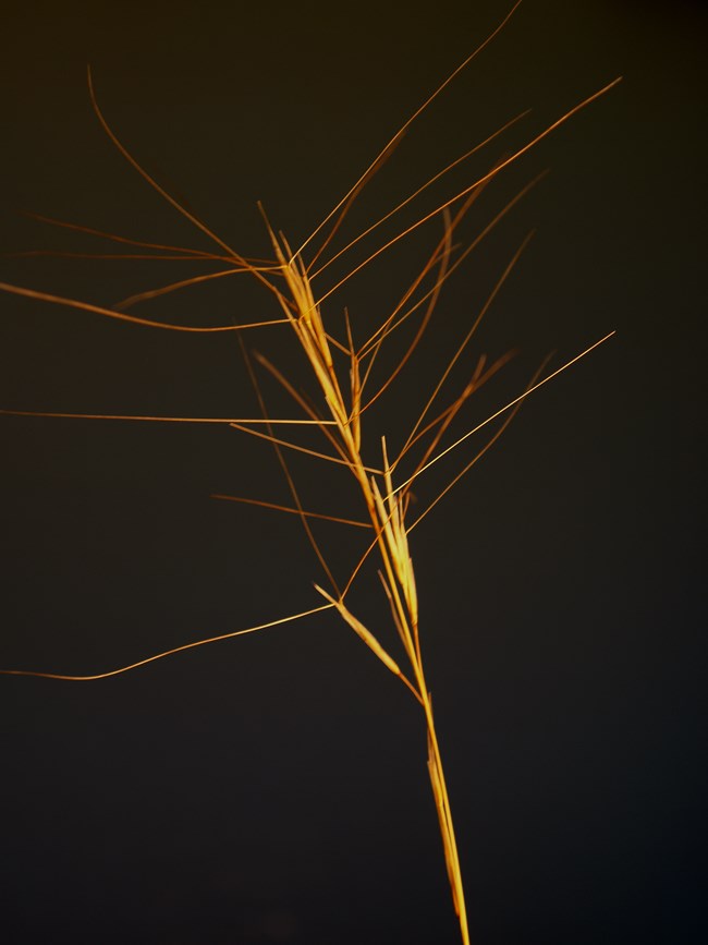 Grasses, Sedges, and Rushes - Wind Cave National Park (U.S. National ...