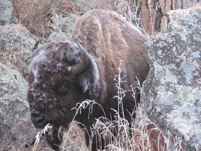 Bison (Buffalo) - Bison bison - Wind Cave National Park (U.S. National ...