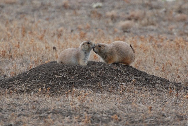 Black-tailed Prairie Dog - Wind Cave National Park (U.S. National Park ...