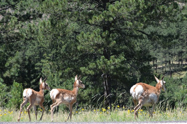 Pronghorn - Wind Cave National Park (U.S. National Park Service)