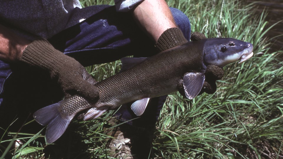 Suckers - Yellowstone National Park (U.S. National Park Service)