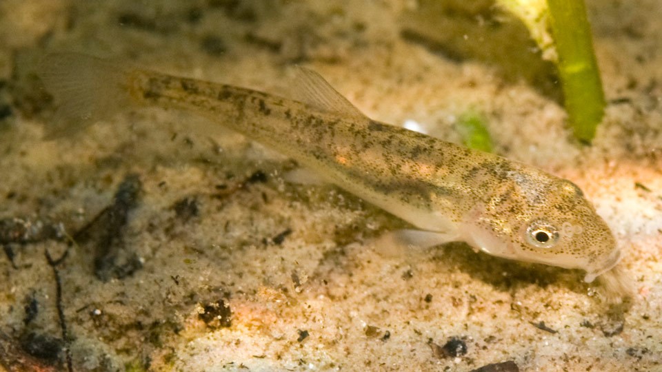 Suckers - Yellowstone National Park (U.S. National Park Service)