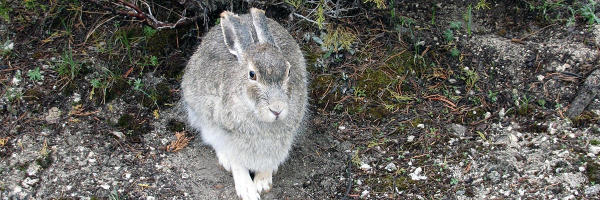 White-tailed Jackrabbit - Yellowstone National Park (U.S. National Park ...