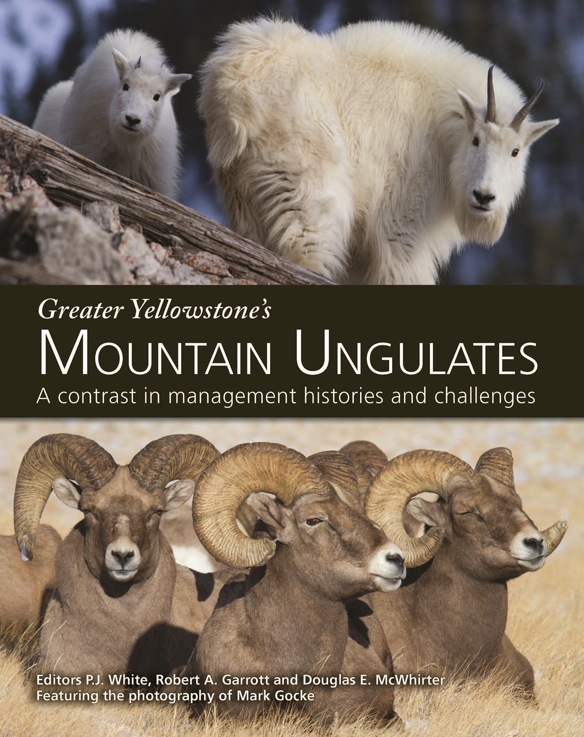 Greater Yellowstone's Mountain Ungulates - Yellowstone National Park (U ...