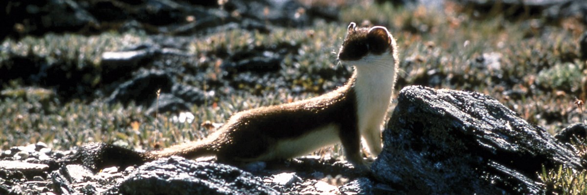Short-tailed Weasel (Ermine) - Yellowstone National Park (U.S. National ...
