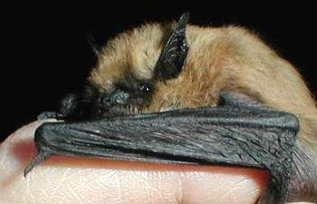 Bats - Zion National Park (U.S. National Park Service)