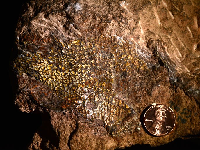 Fossil Fish of the Moenave - Zion National Park (U.S. National Park ...